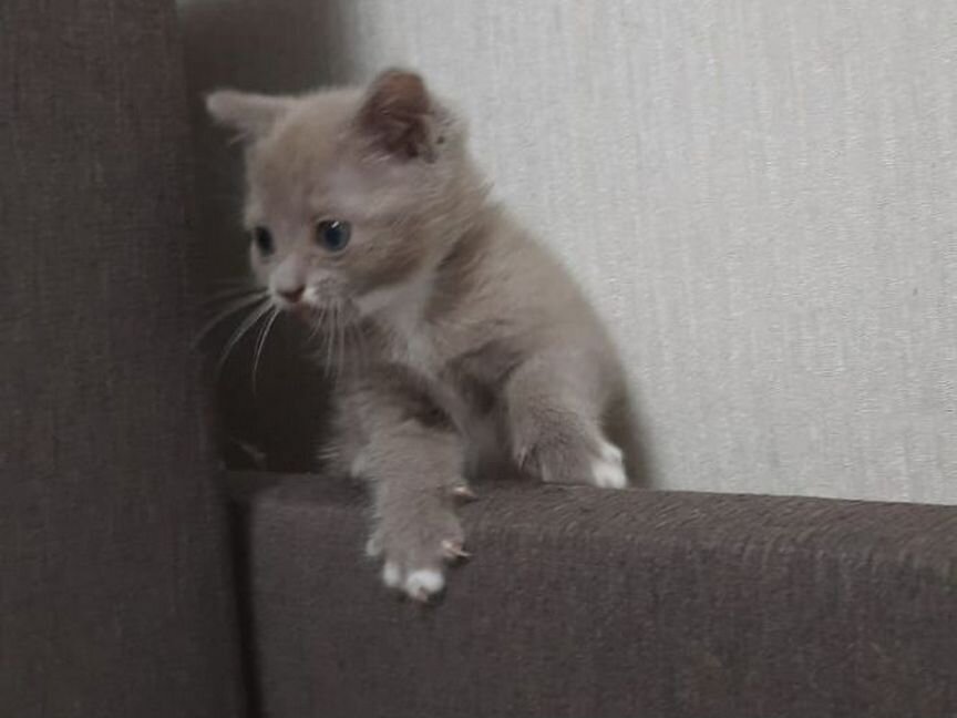 Шотланский котенок (скоттиш-страйт)