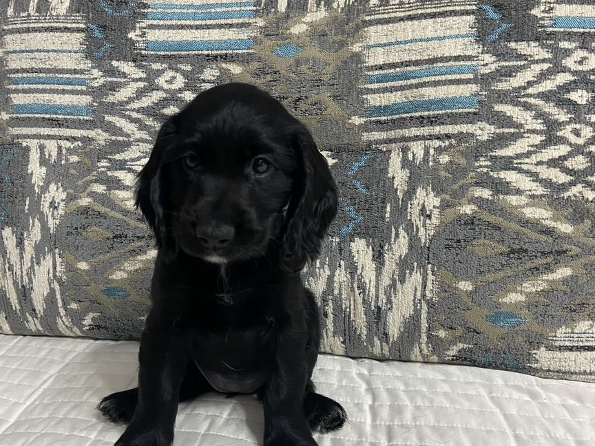 Русский охотничий спаниель щенки