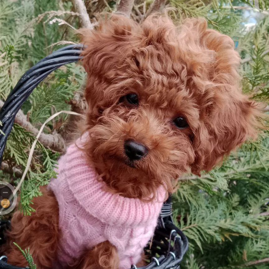 Той-пудель, щенок