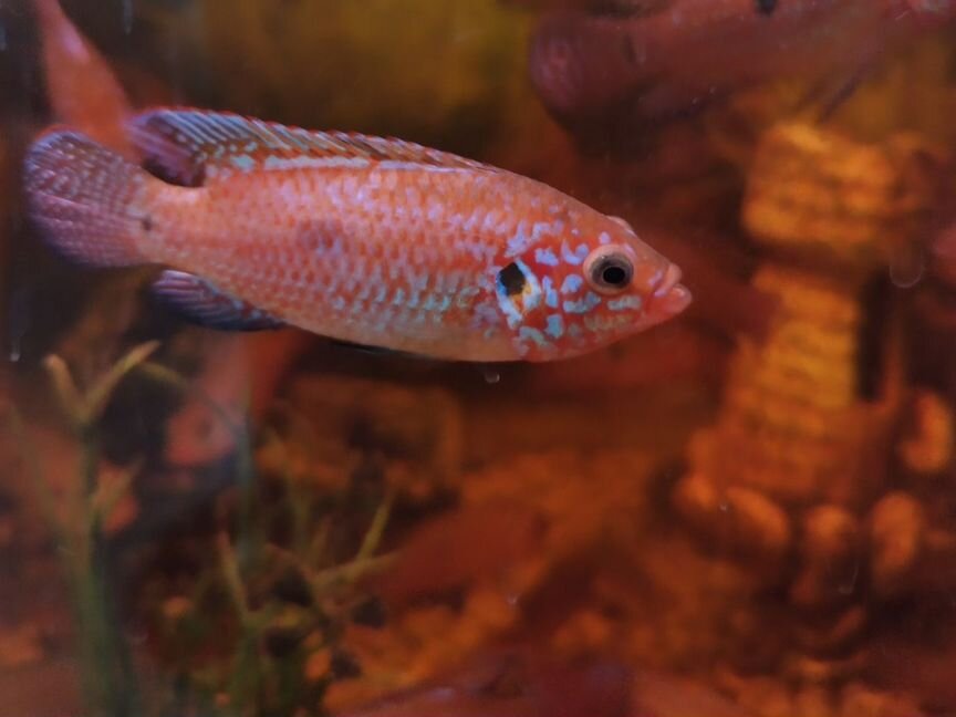 Хромис красавец