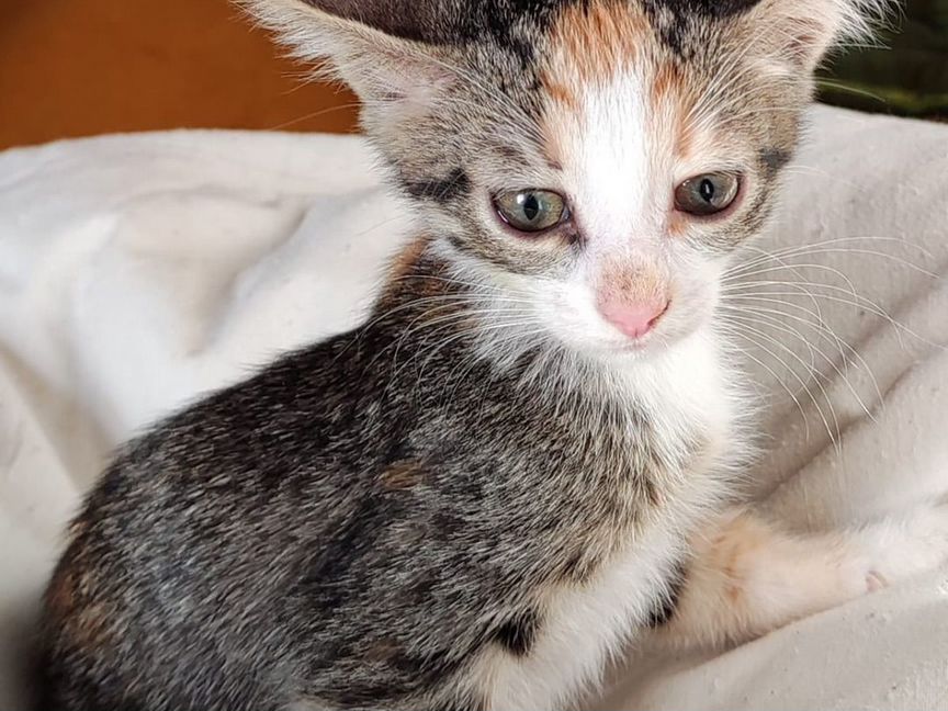 Котенок