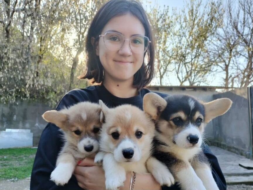 Вельш-корги пемброк щенки