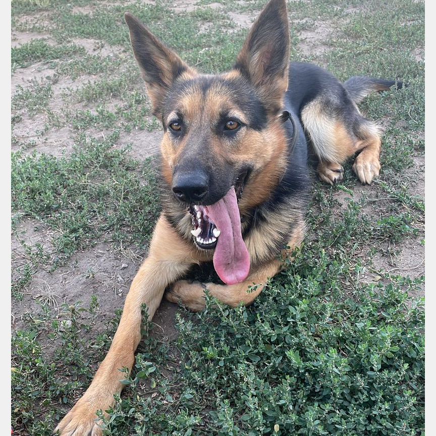 Вязка собак немецкая овчарка