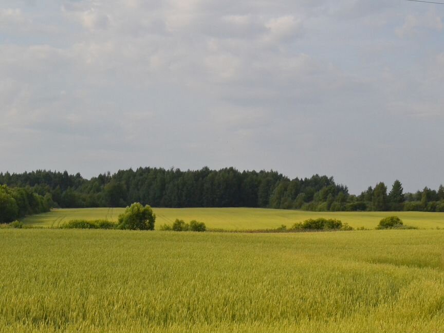 Пшеница, овес семена от производителя