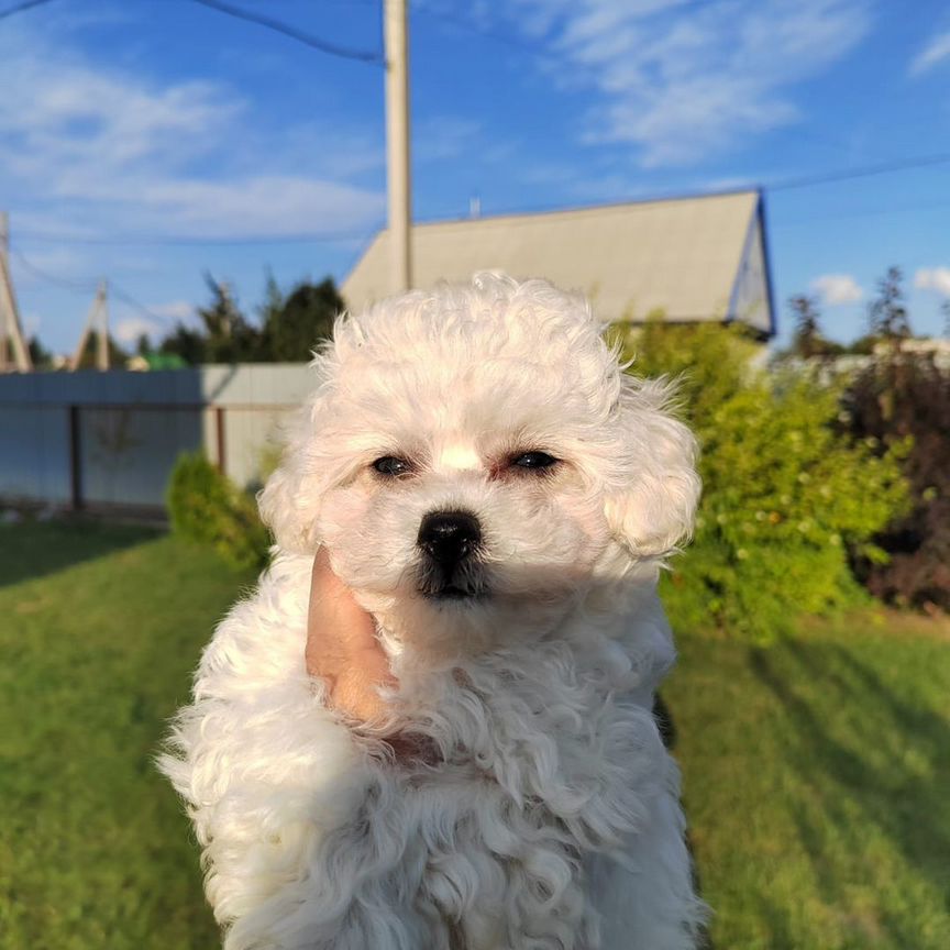 Продам щенка Бишпу (Пушон)