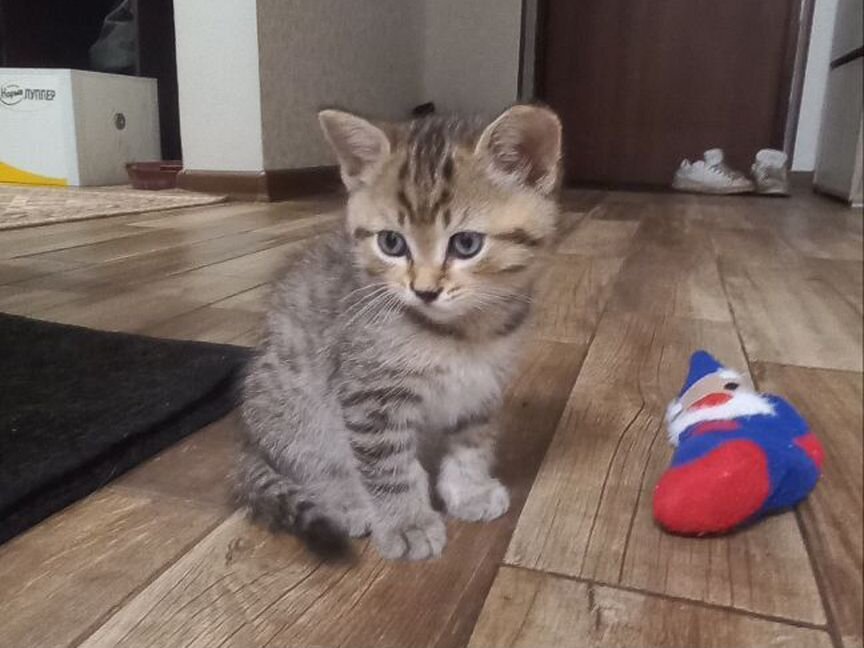 Котята в добрые руки бесплатно