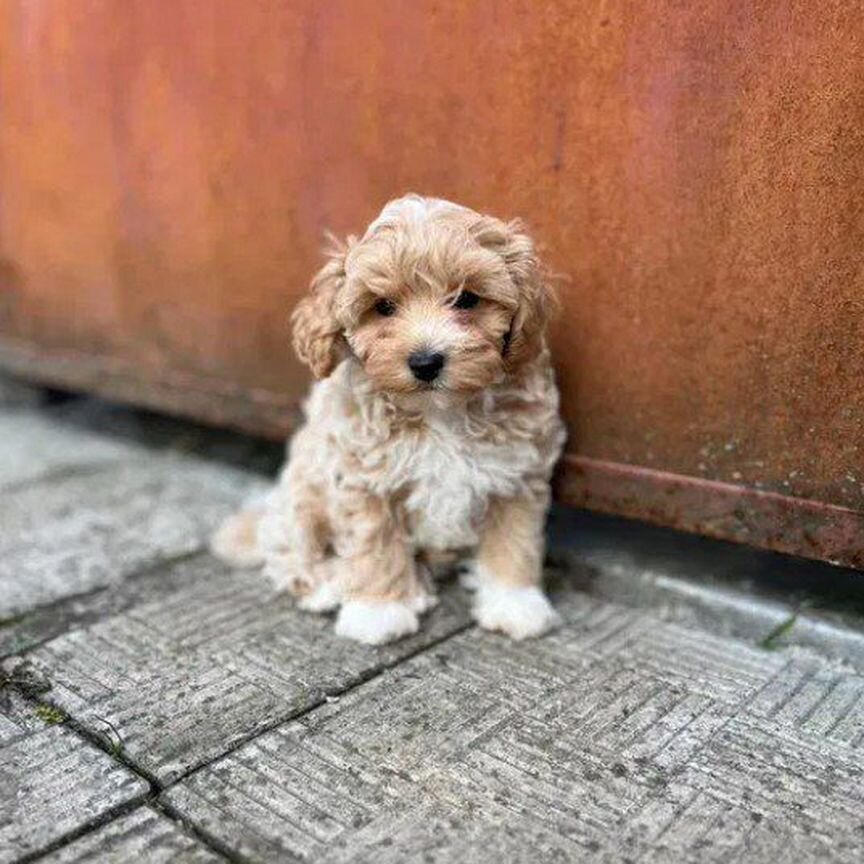 Щенки мальтипу