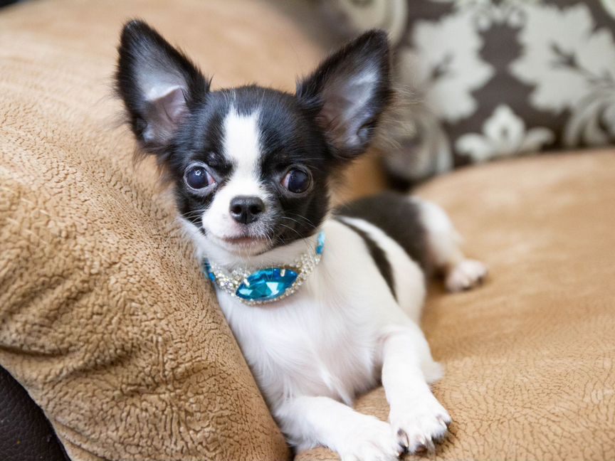 Шикарная мини девочка чихуахуа