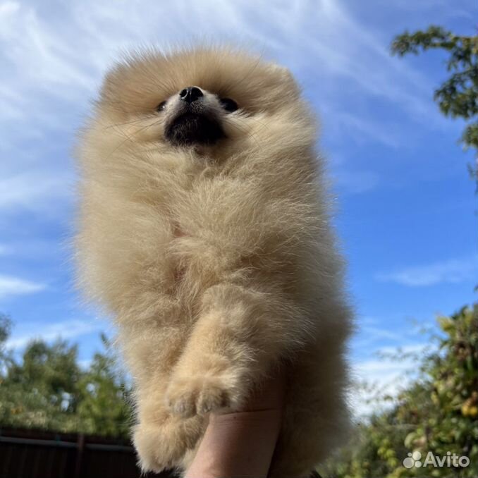 Померанский шпиц девочка. Мишка. Кремовая