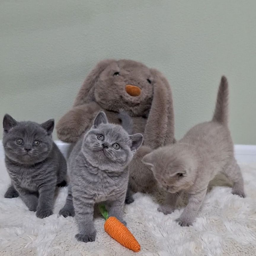 Британские котята