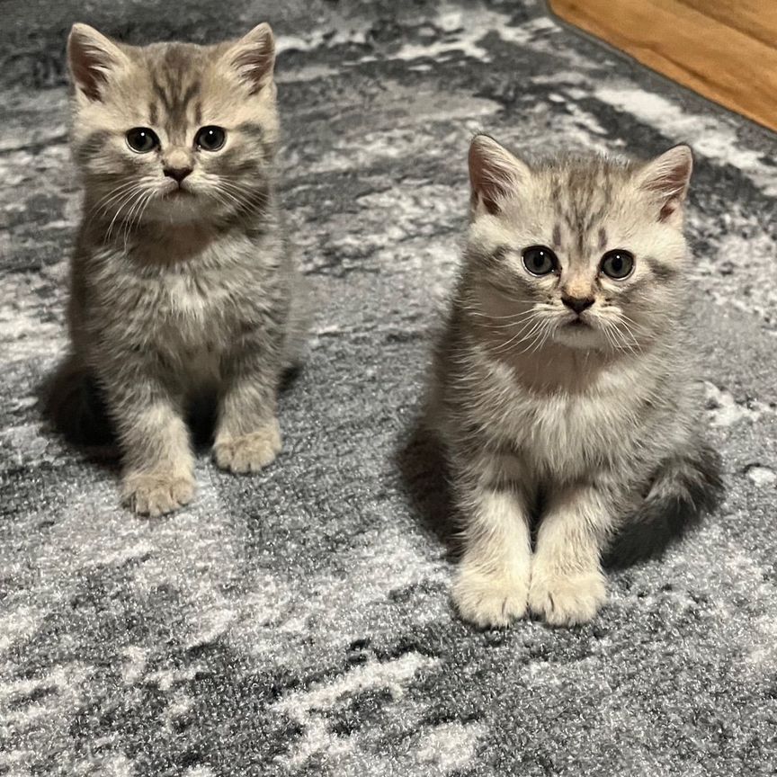 Британский короткошёрстный котёнок