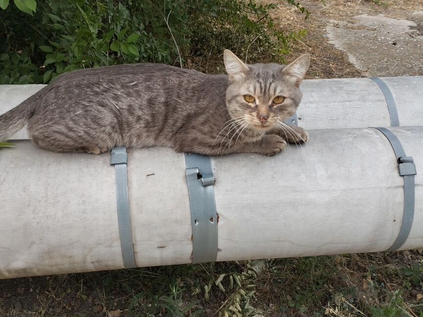 Котик бесплатно в добрые руки ласковый