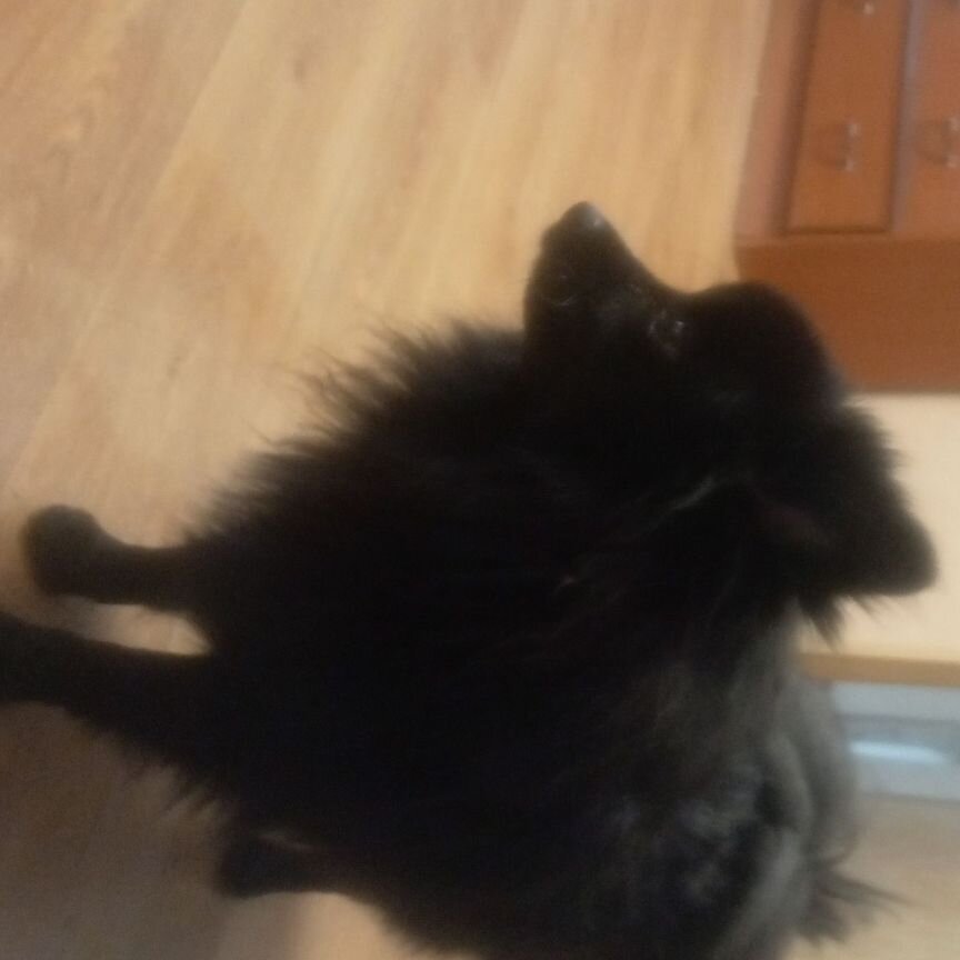 Померанский шпиц, взрослый пёс