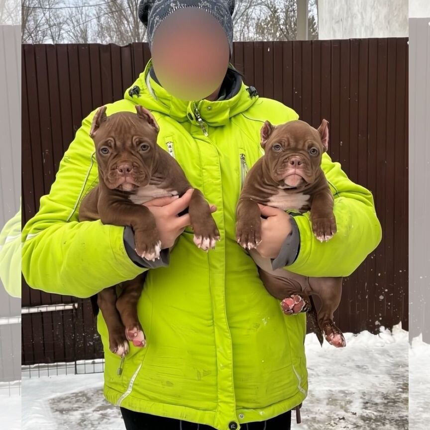 Американский булли, щенок