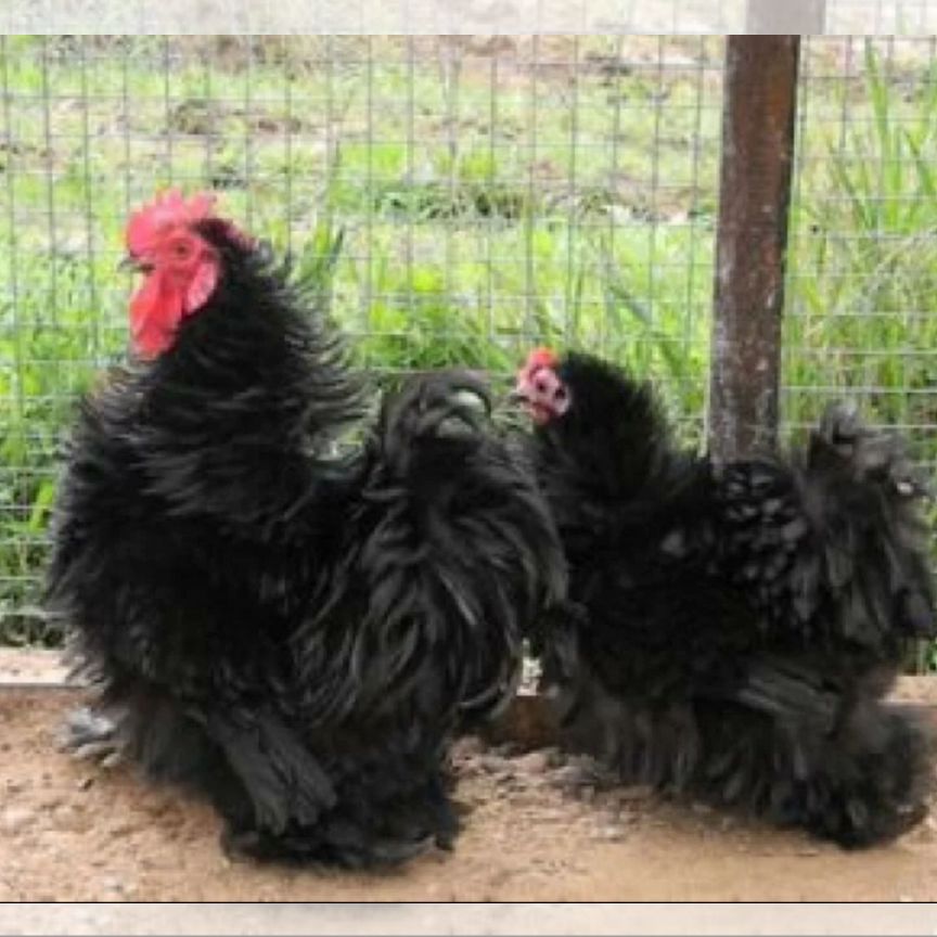 Кохинхины декоративные