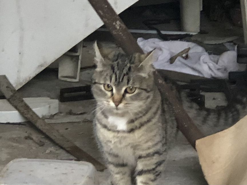 Отдам котенка девочку