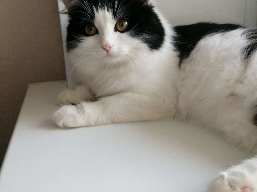 Кошка в дар