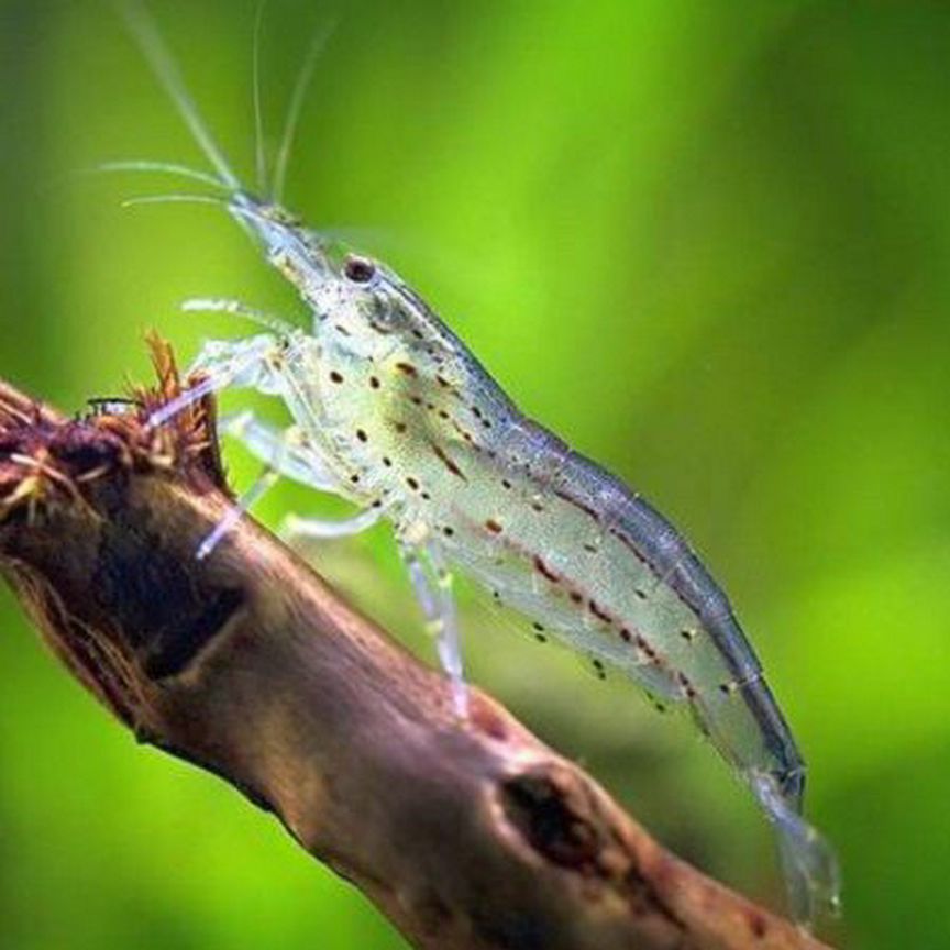 Креветки амано