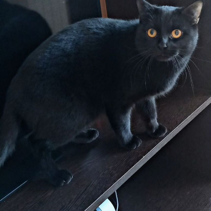 Кот, котенок