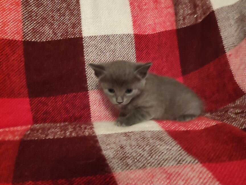 Кошка