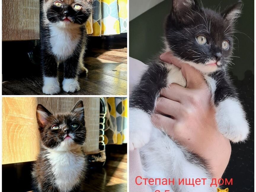 Степа ищет дом