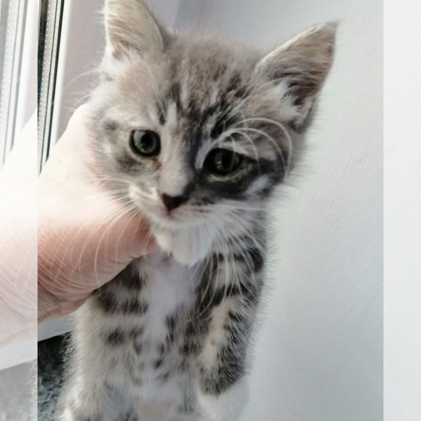 Котёнок девочка 1,5 мес
