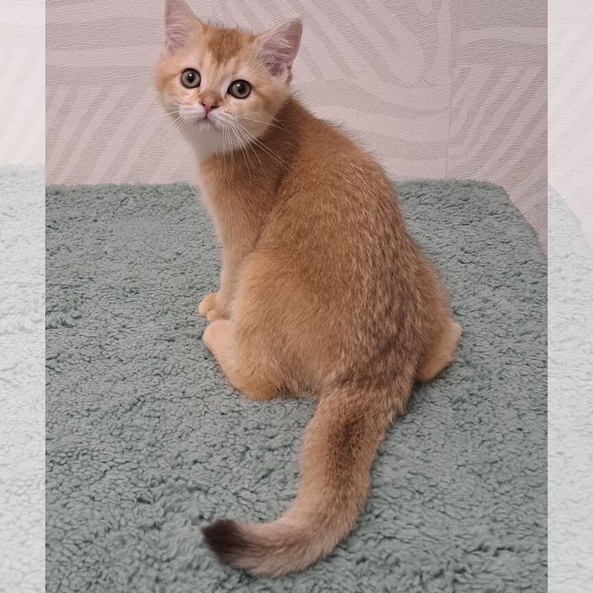 Шотландский вислоухий короткошёрстный котёнок