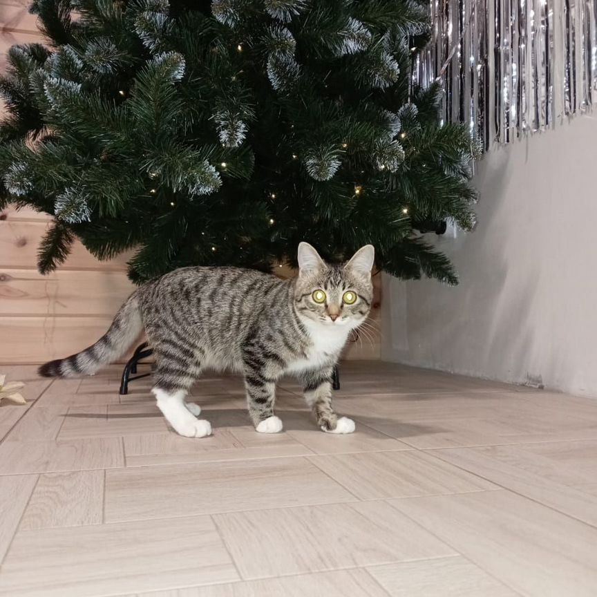 Котёнок в добрые руки