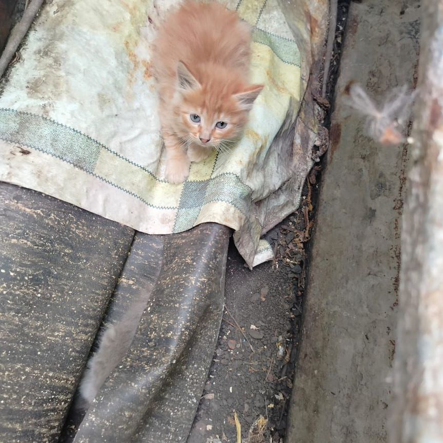 Котик спасти