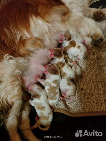 Кавалер Кинг Чарльз Спаниель на июнь