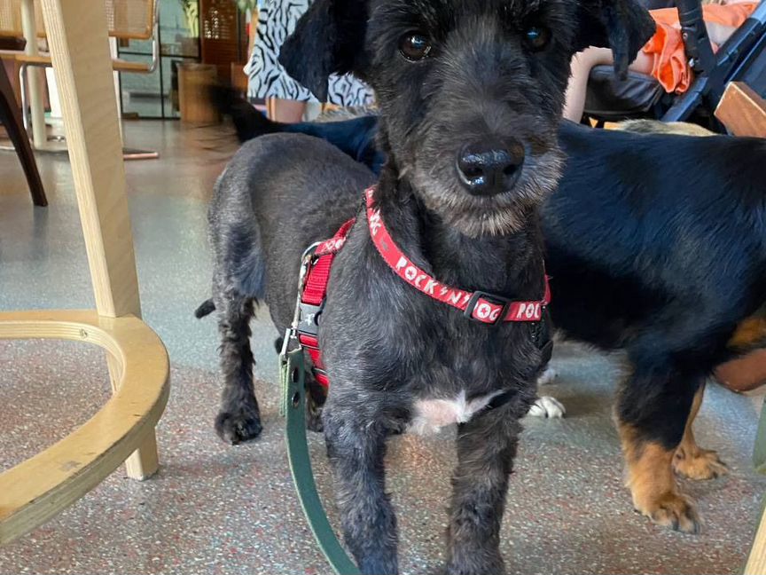 Маленькая квартирная собачка в добрые руки