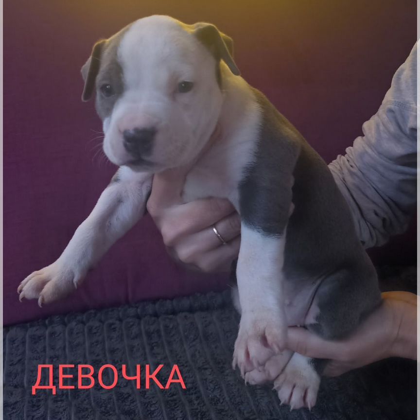 Американский стаффордширский терьер, щенок