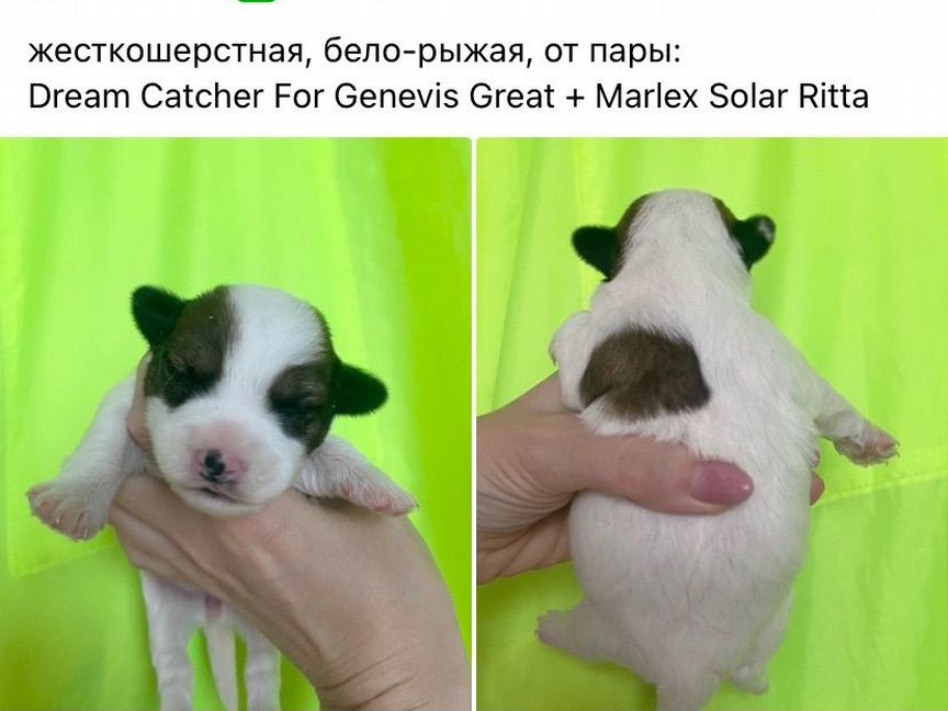 Щенки джек Рассел терьера