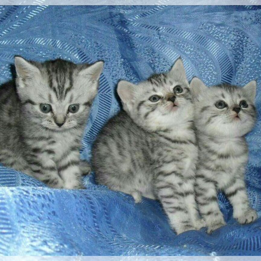 Банда шотландских котят