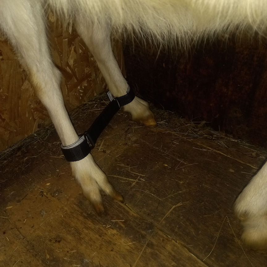 Путы для коз