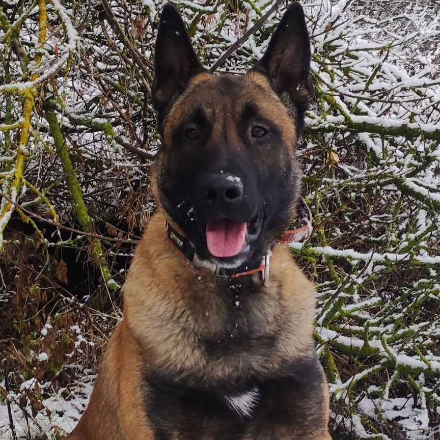 Кобель малинуа. Вязка