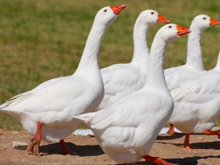 Гуси