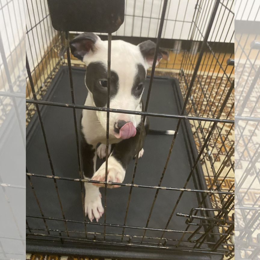 Американский стаффордширский терьер, щенок