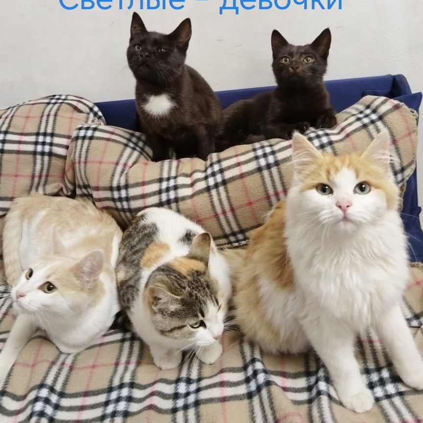 Котята в добрые руки