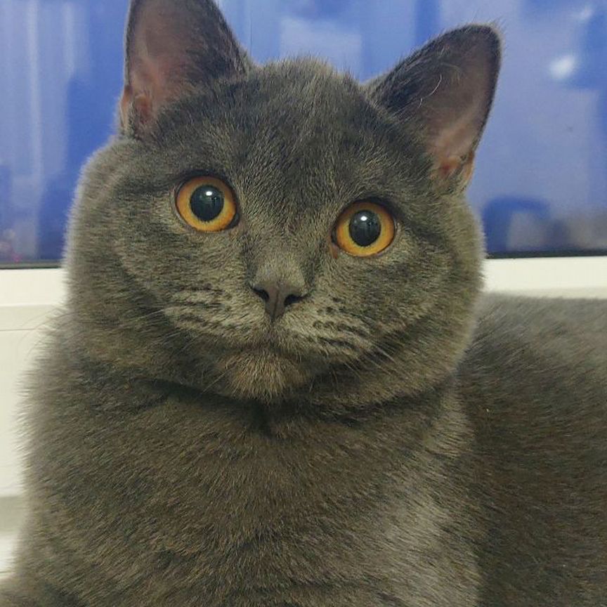 Чистокровный британец