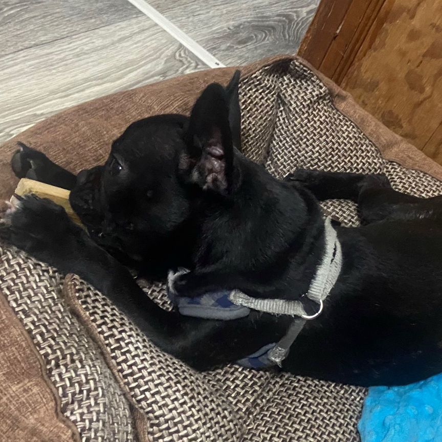 Французский бульдог щенок