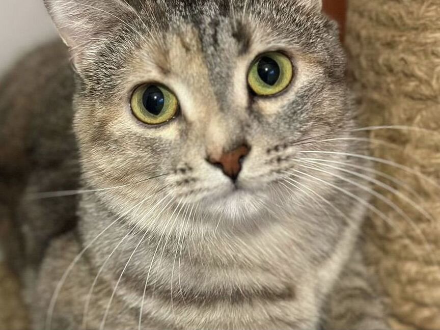 Кошка