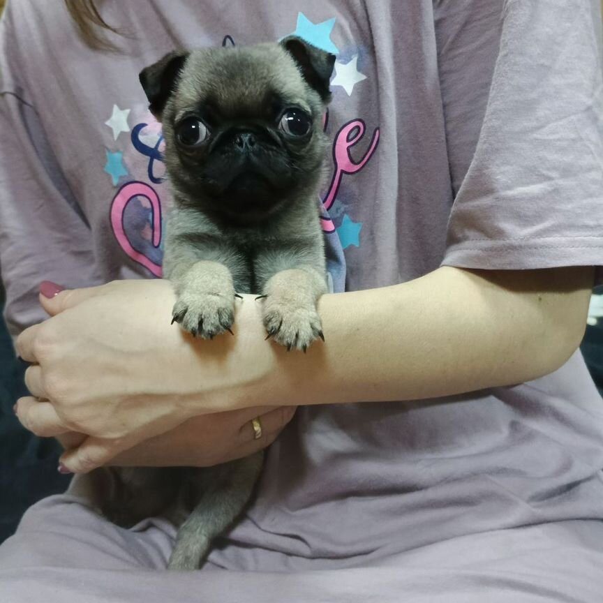Мини мопс щенок
