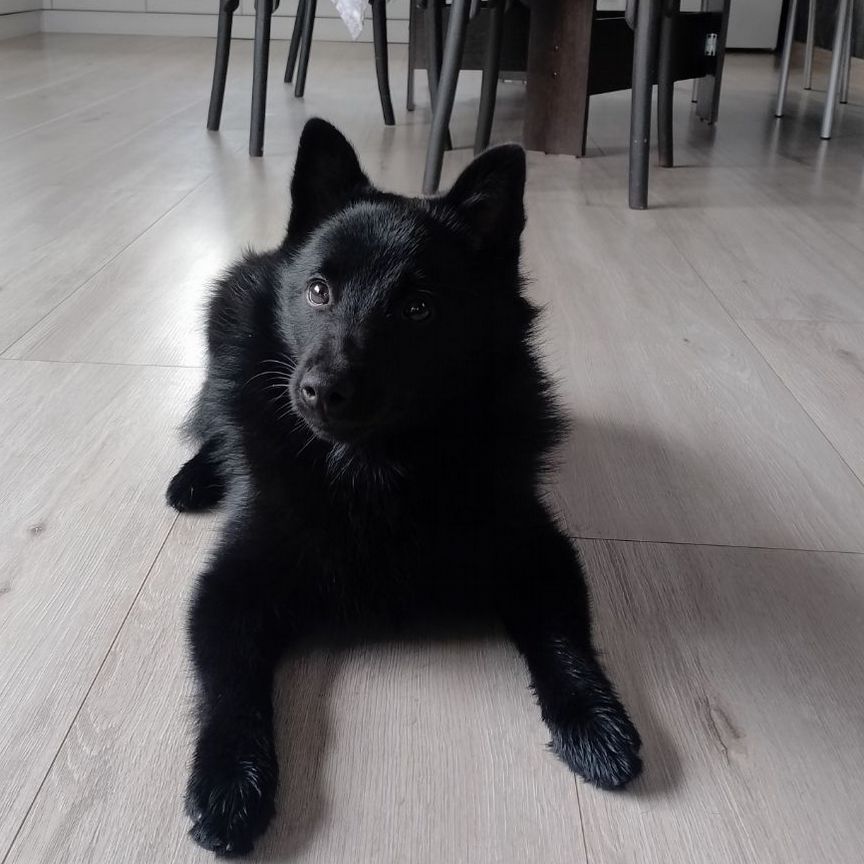 Щенок схипперки