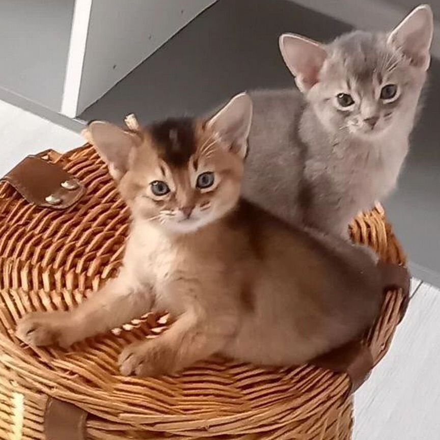 Абиссинский котёнок
