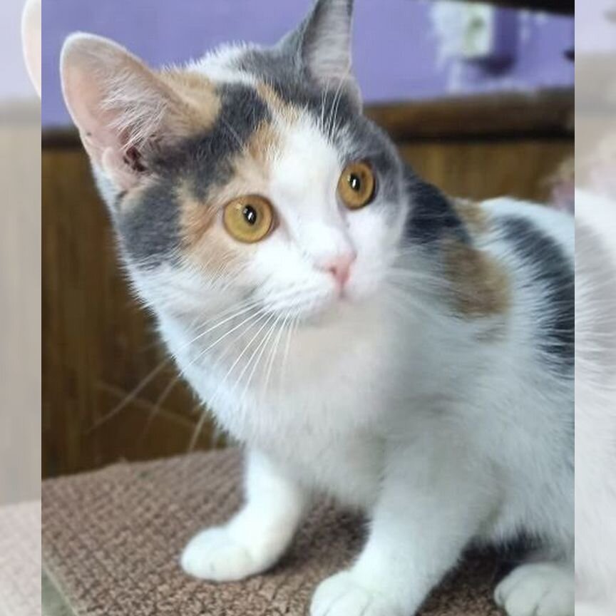 Взрослая, кошка в добрые руки