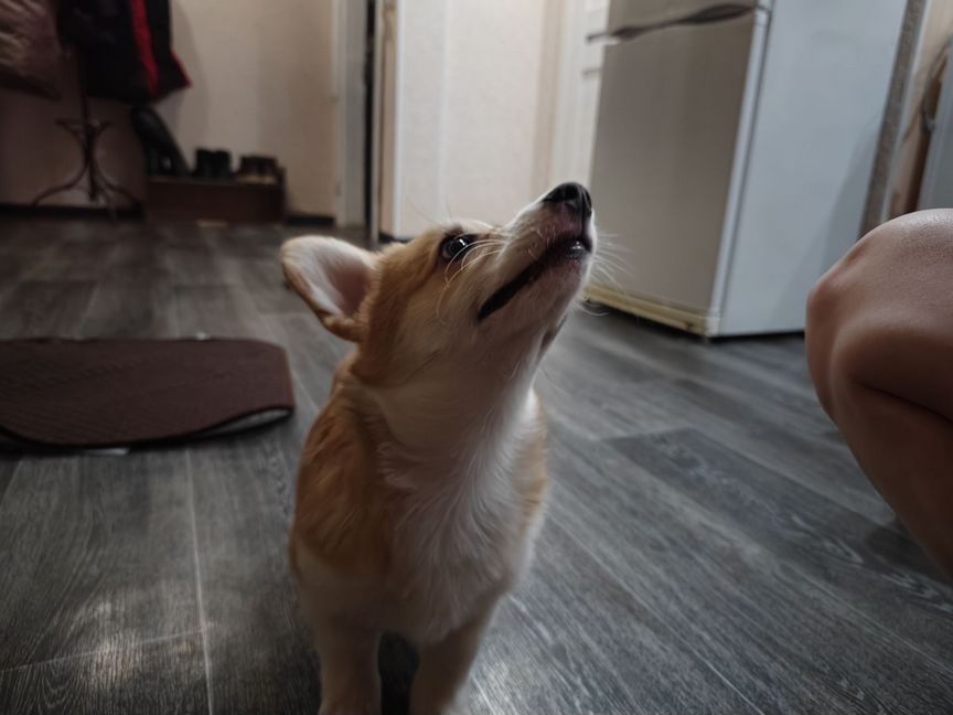 Велыш корги пемброк