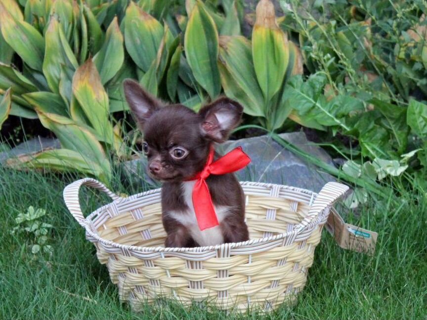 Шоколадный батончик