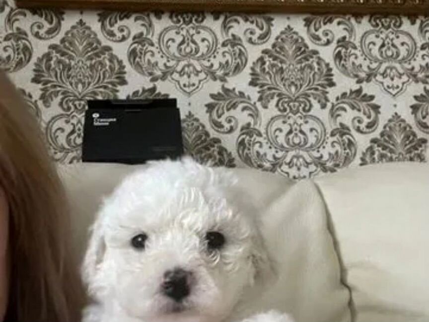 Щенки бишон фризе