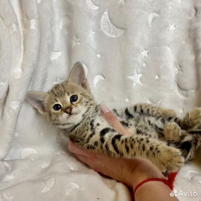 Кошка саванна ф1